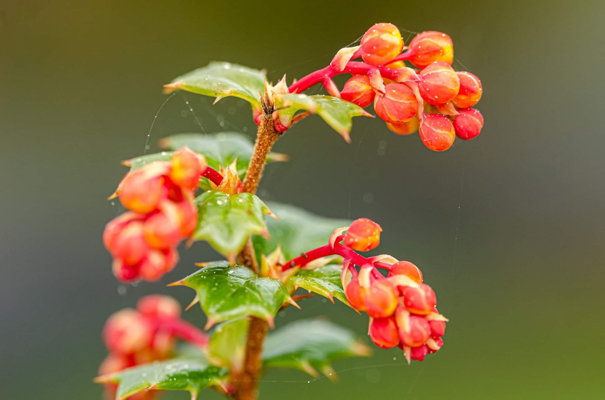 Michay: el berrie de La Araucanía que resiste la sequía y puede ...